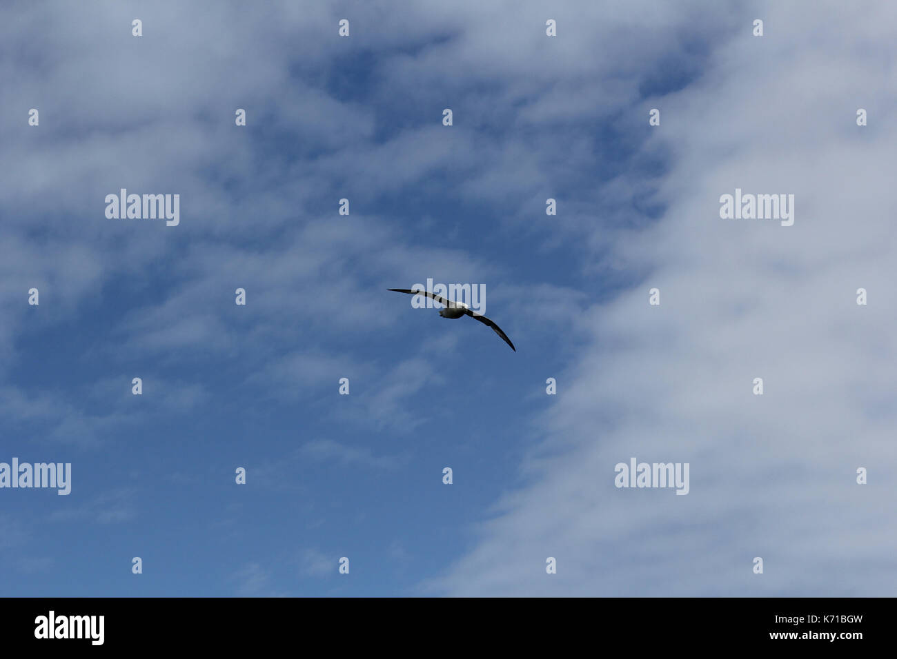 great skua flying over st kilda village on the island of hirta scotland ...