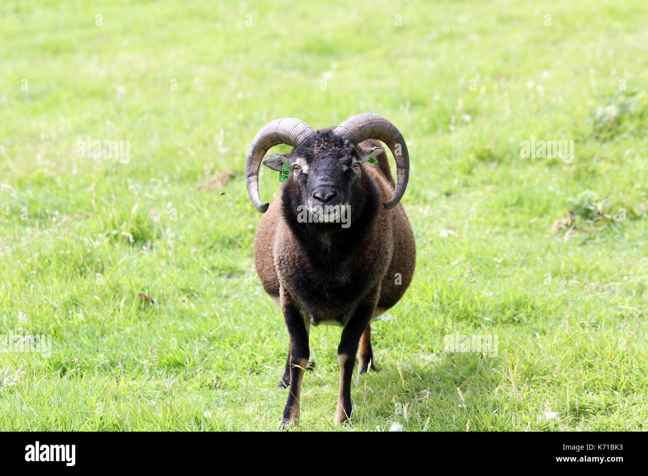 Soay Sheep High Resolution Stock Photography and Images - Alamy