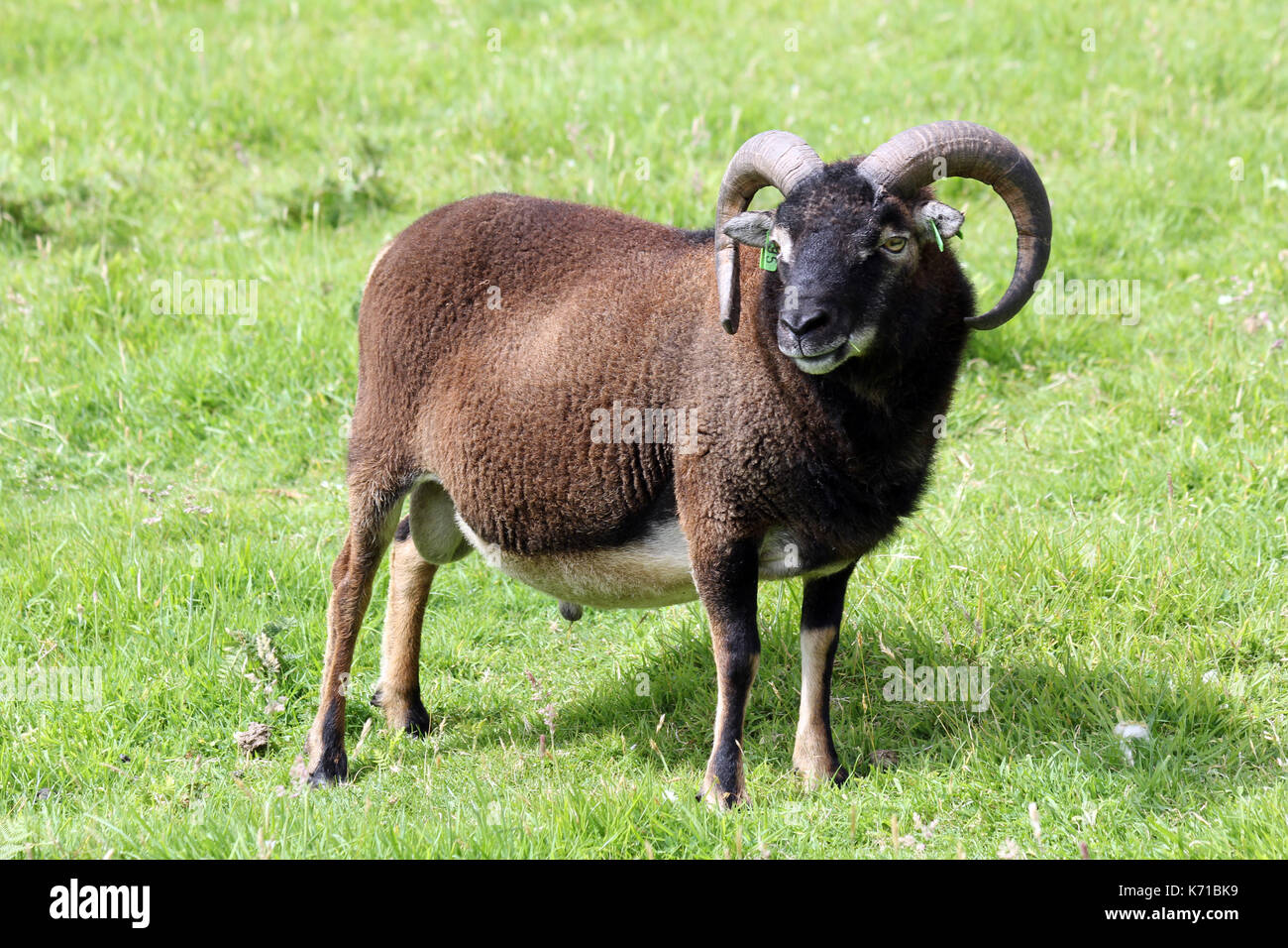 Soay sheep hi-res stock photography and images - Alamy