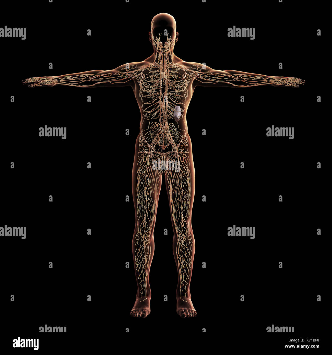 Digital model of lymphatic system, 3d rendering, black background Stock ...