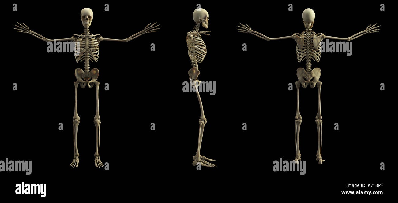 Digital skeleton model, 3d rendering, black background Stock Photo - Alamy