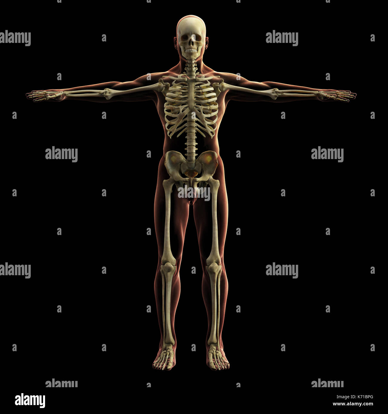 Digital skeleton model, 3d rendering, black background Stock Photo - Alamy