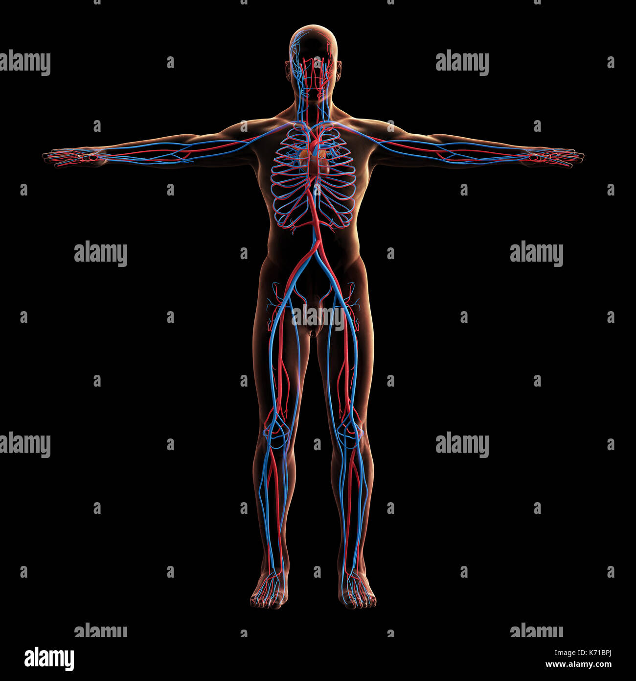 3d human body veins hi-res stock photography and images - Alamy