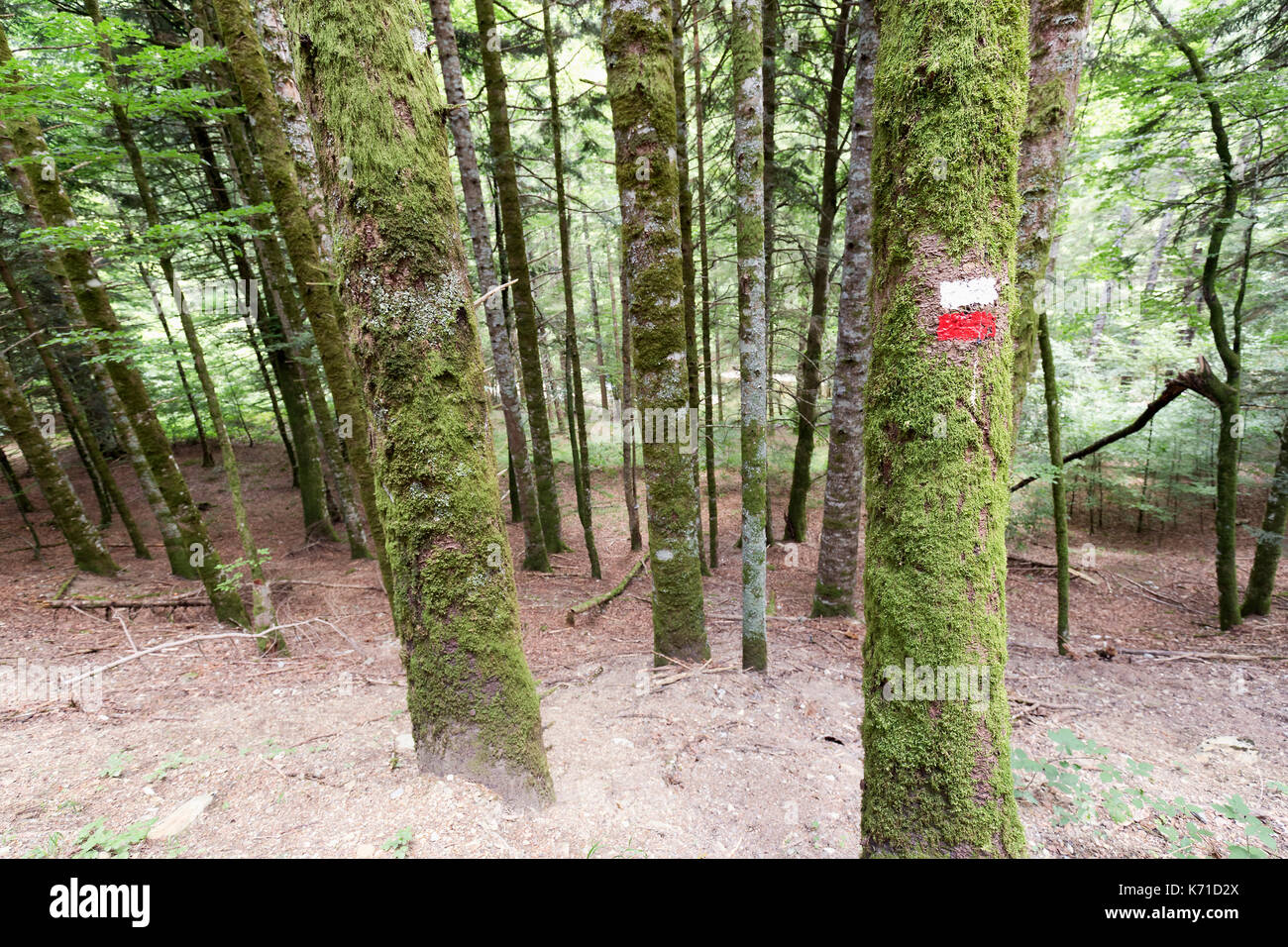 Trees in irati forest navarra hi-res stock photography and images - Alamy