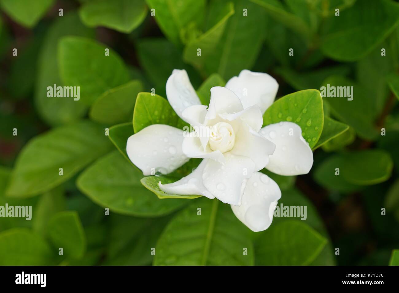 Gardenia rain hi-res stock photography and images - Alamy