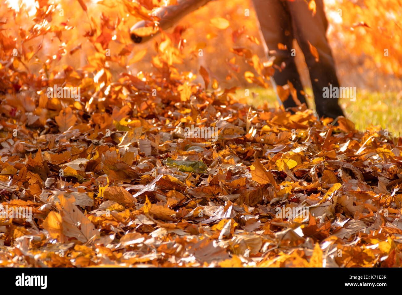 Crispy and colorful fallen leaves are blown into a pile by a leaf ...