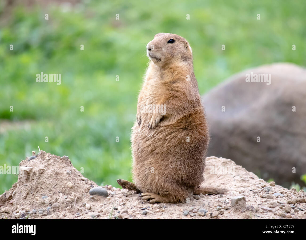 Dog standing upright hi-res stock photography and images - Alamy