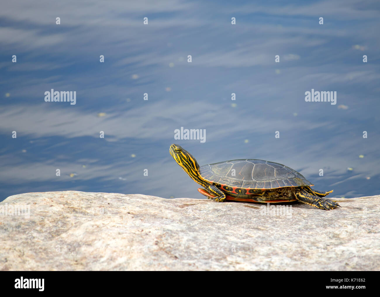 Yellow bellied slider turtle hi-res stock photography and images - Alamy