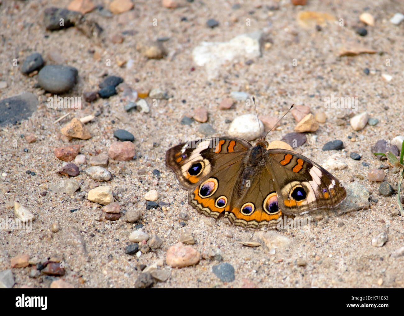 Common Buckeye butterfly on gravel Stock Photo - Alamy
