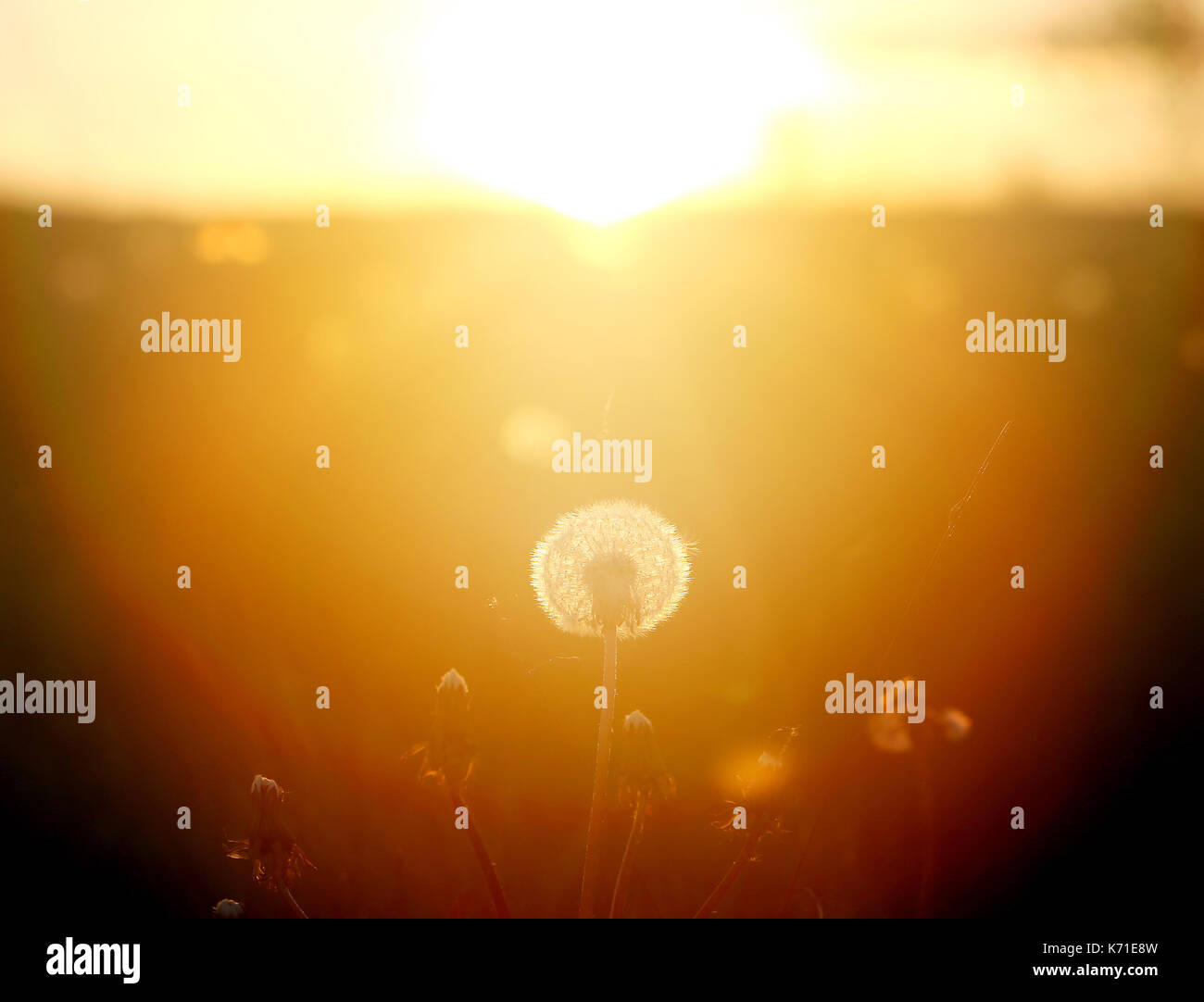 Beautiful retro photo of wonderful dandelions sunlit Stock Photo - Alamy