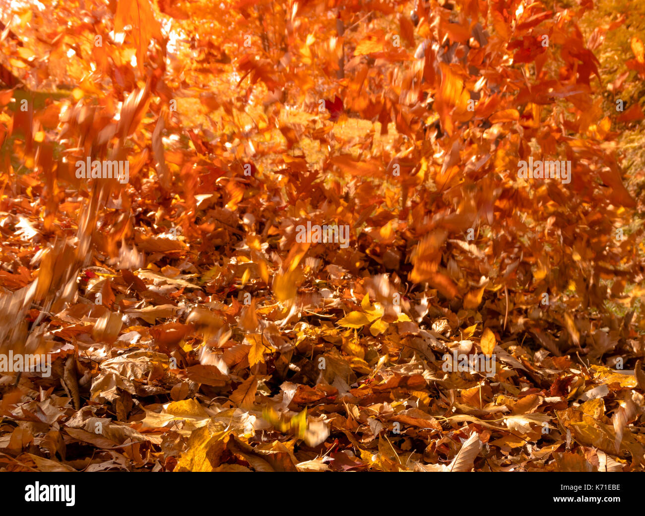 Crispy and colorful fallen leaves are blown into a pile by a leaf ...