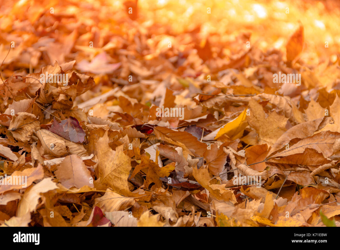 Crispy and colorful fallen leaves are blown into a pile by a leaf ...