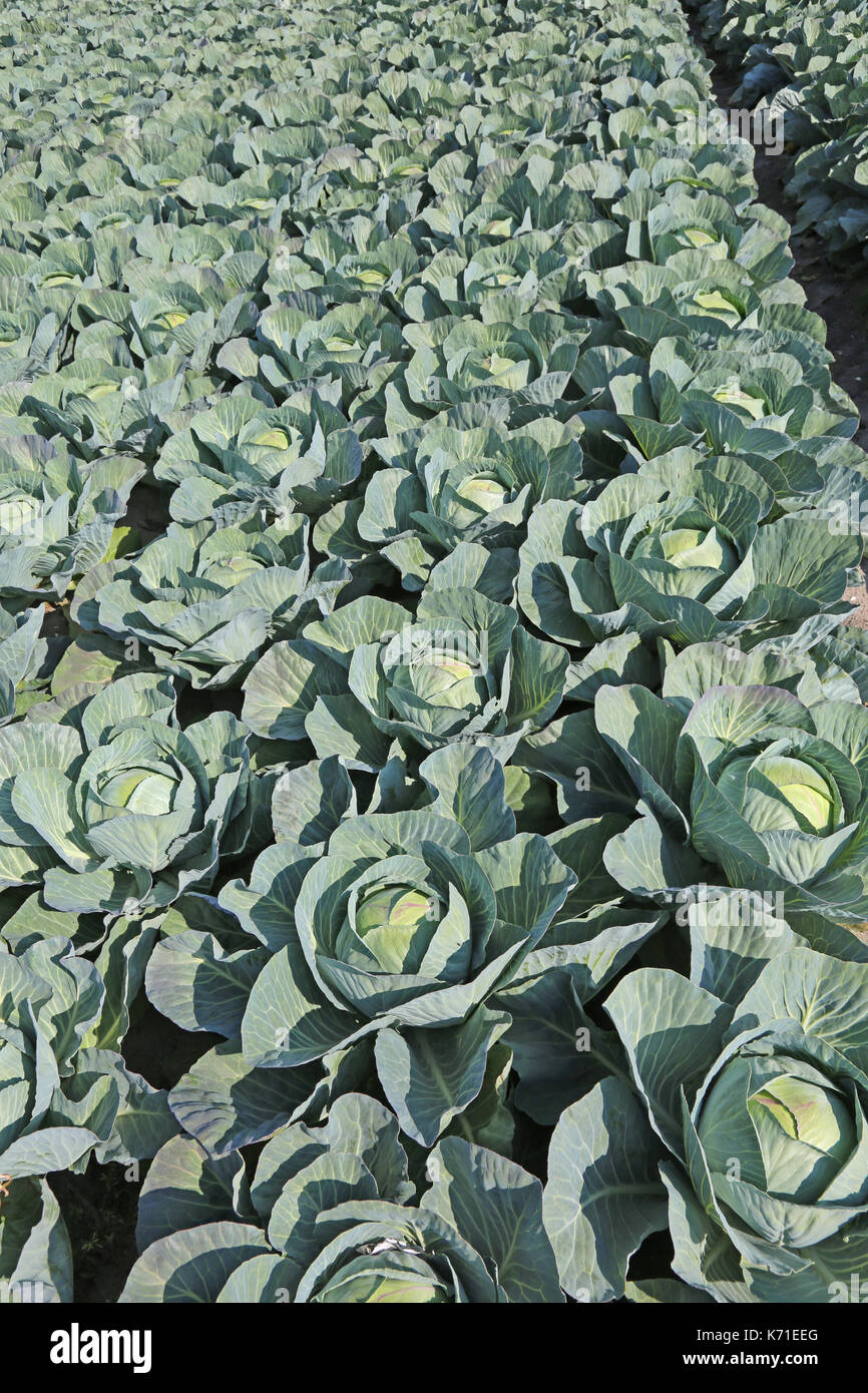 Big cabbage vegetables in field hi-res stock photography and images - Alamy
