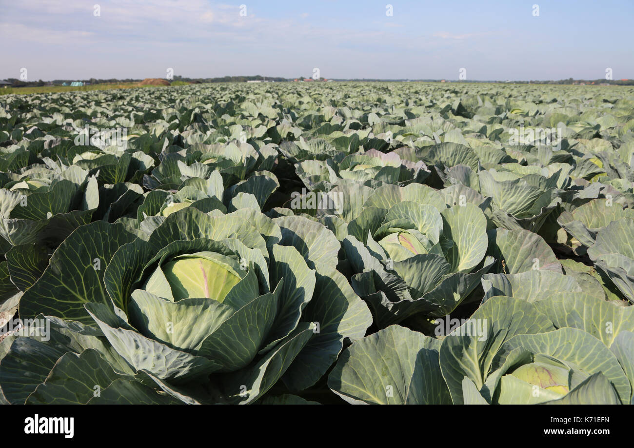 lots of green cabbages in a very fertile field with sandy soil Stock ...