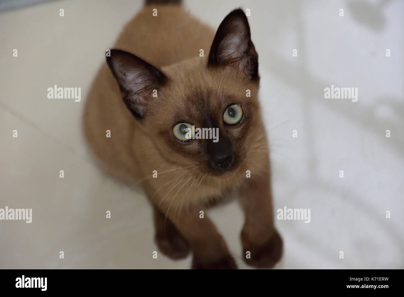 Siamese cat thailand hi-res stock photography and images - Alamy