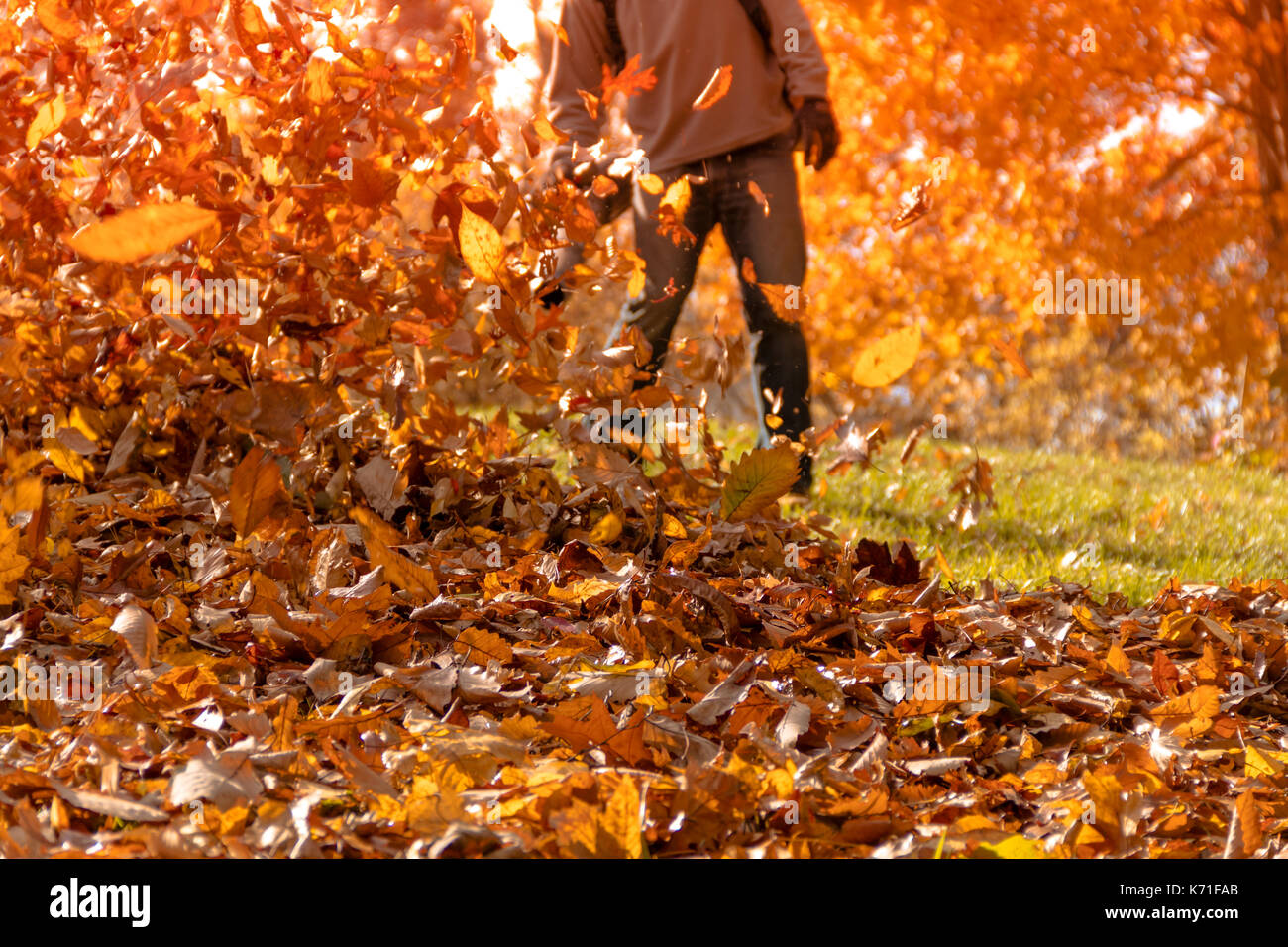 Crispy and colorful fallen leaves are blown into a pile by a leaf ...