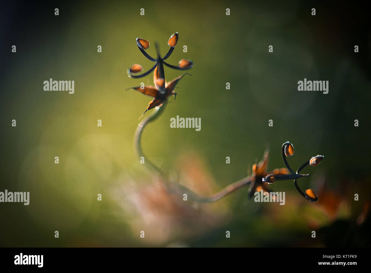 Earth tones in nature hi-res stock photography and images - Alamy