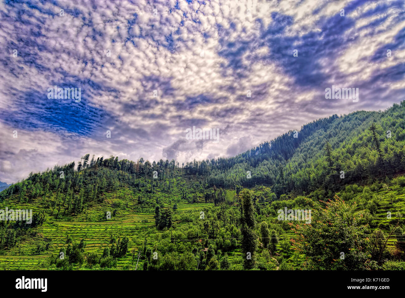 Beautiful scenic deep tropical forest / jungle of Janjehli, Himalayas ...