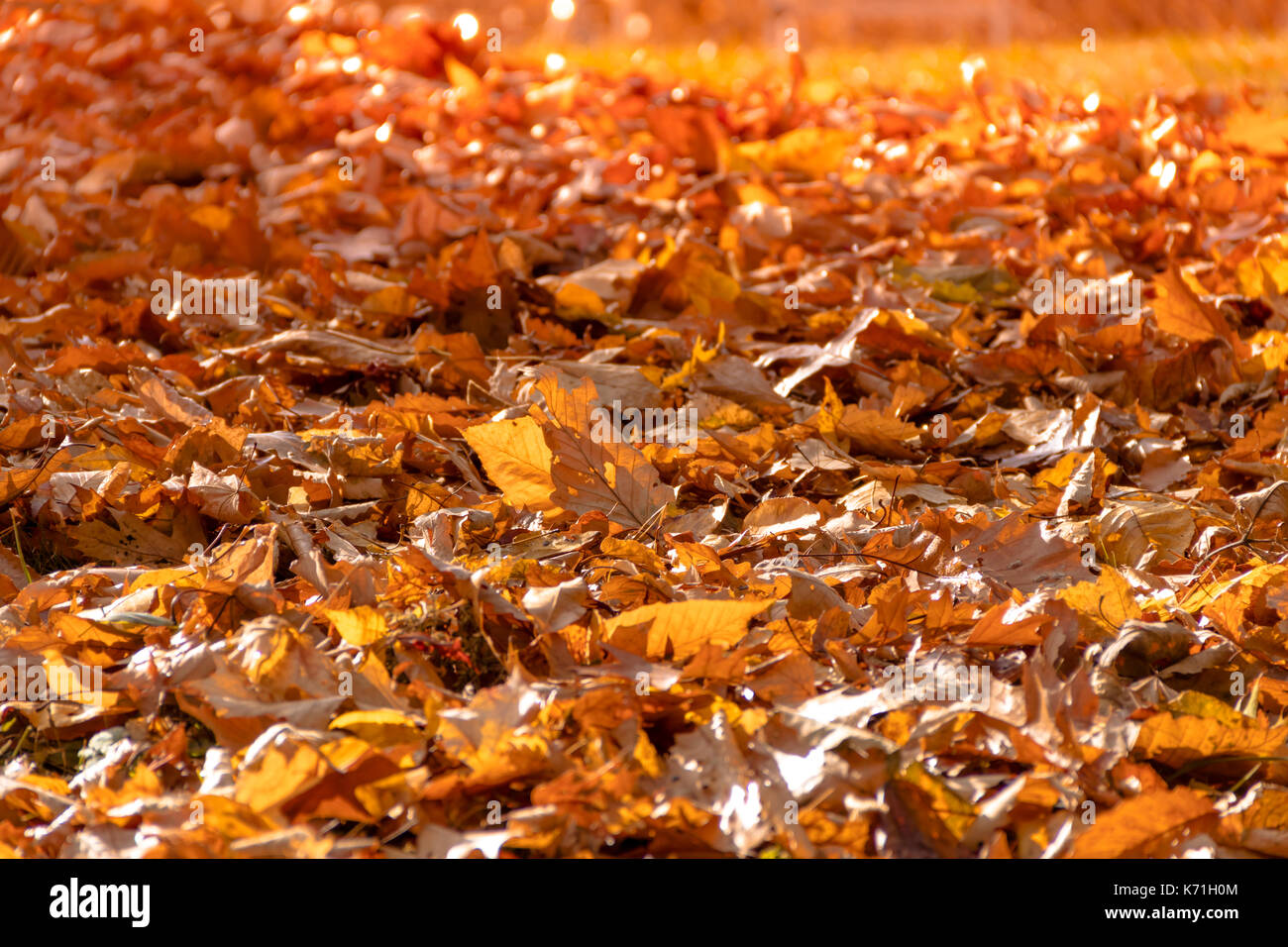 Crispy and colorful fallen leaves are blown into a pile by a leaf ...
