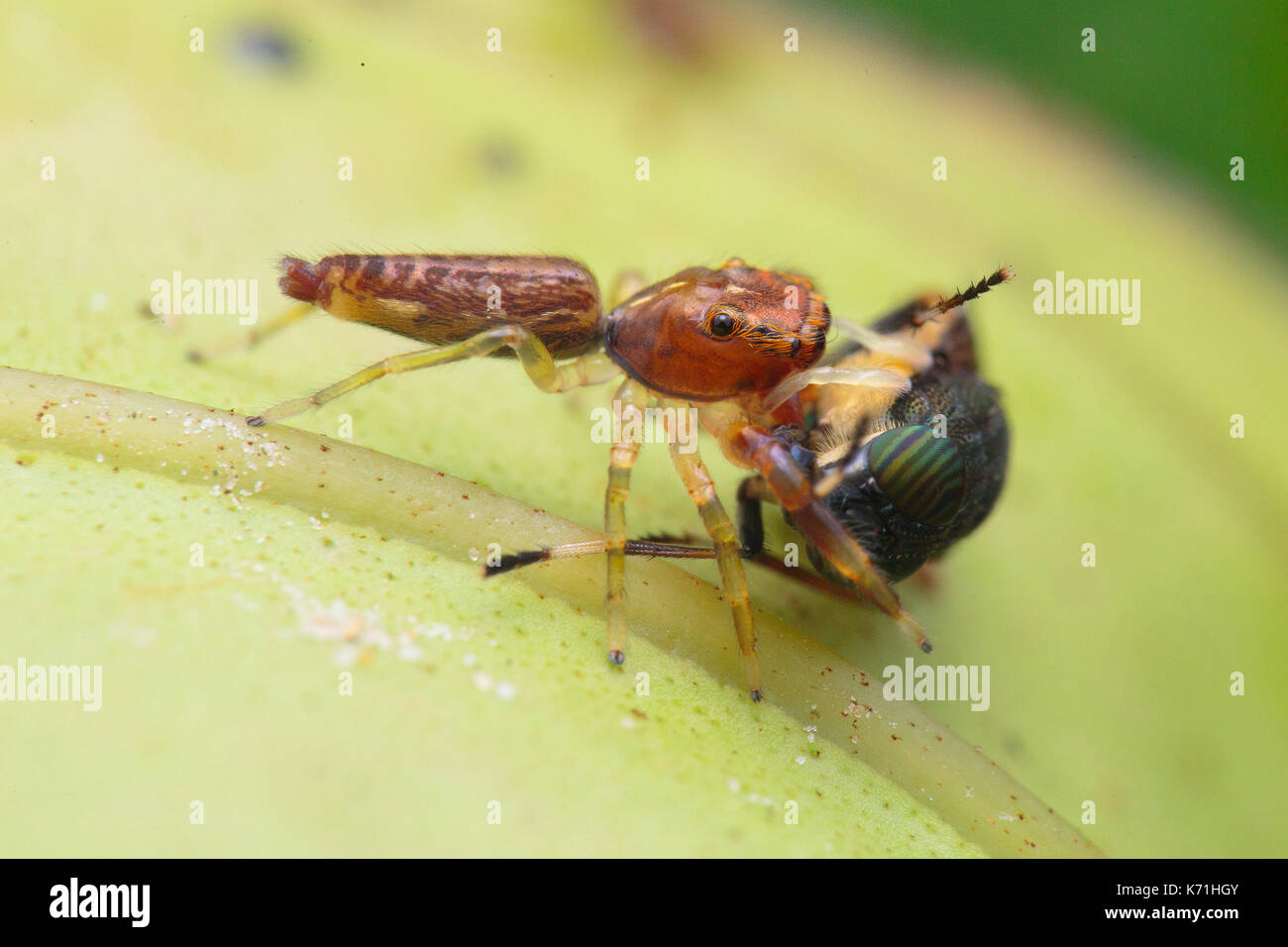 Jumping Spider with Prey Stock Photo - Alamy