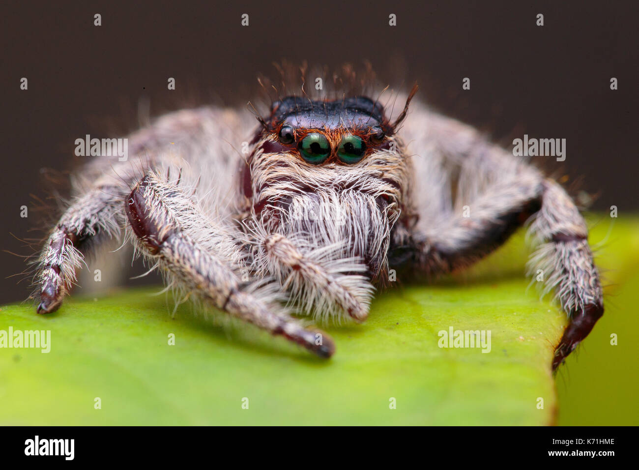Hyllus hi-res stock photography and images - Alamy