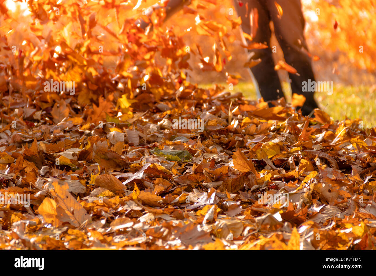 Crispy and colorful fallen leaves are blown into a pile by a leaf ...