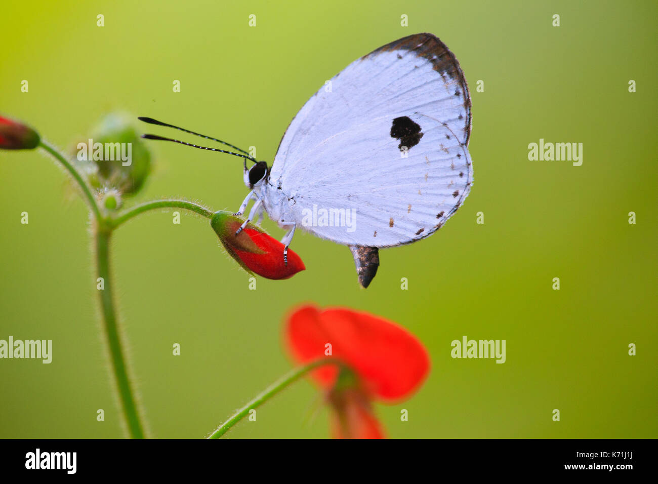 Black Eyed Midget (Pithecops corvus Stock Photo - Alamy
