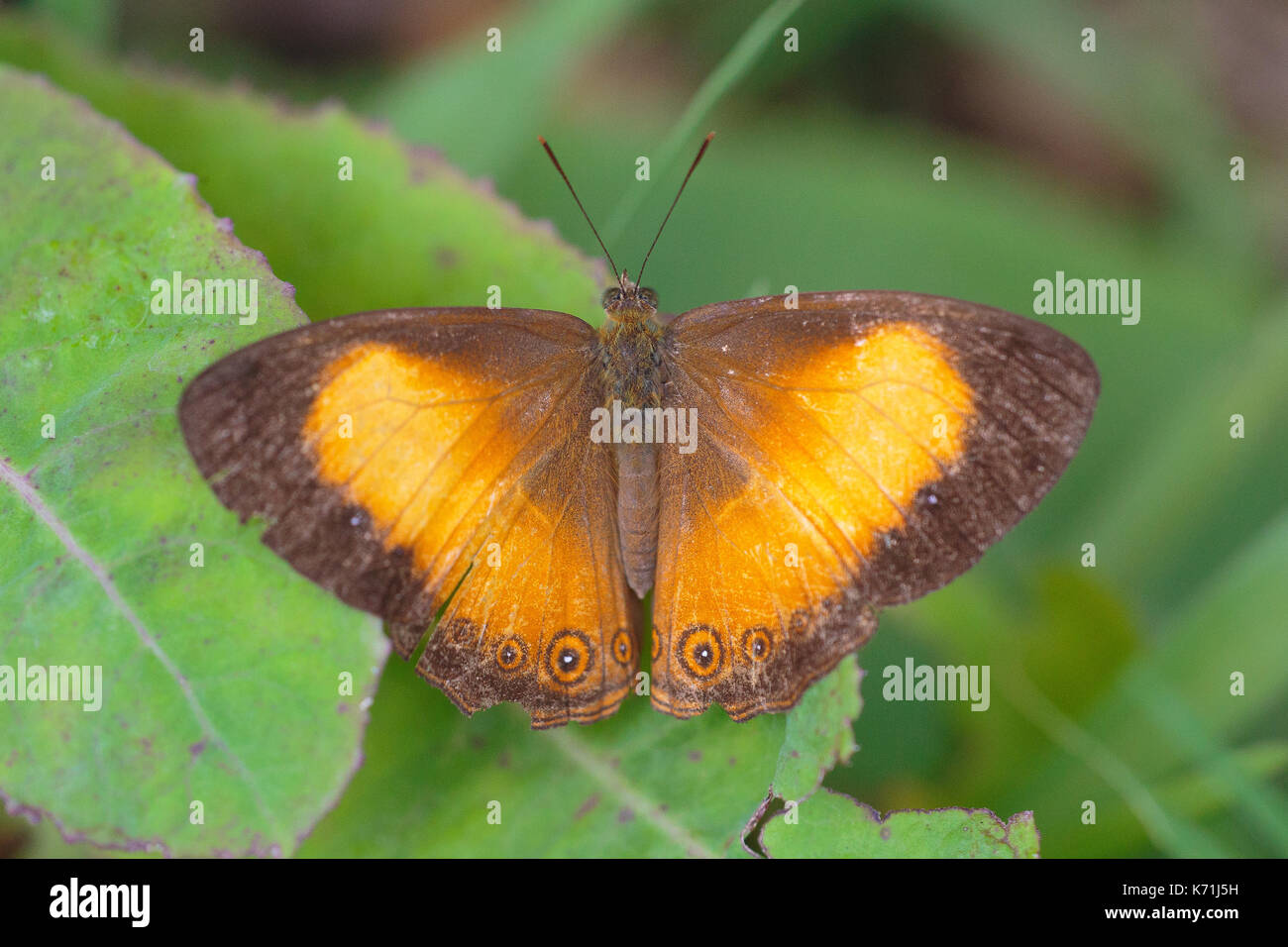 Common Bush Brown (Mycalesis marginata Stock Photo - Alamy