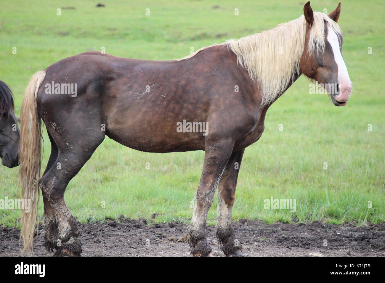 Double horse hair hi-res stock photography and images - Alamy