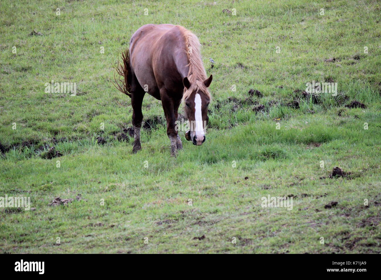 Double horse hair hi-res stock photography and images - Alamy