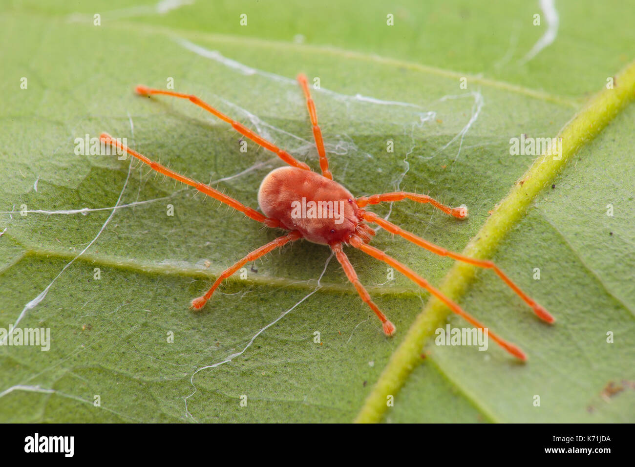 Red Velvet Mite Stock Photo - Alamy