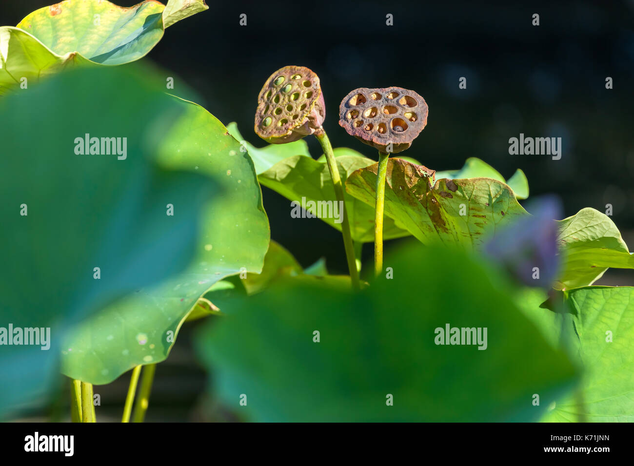 the fruit of the lotus flowers (Nelumbo nucifera Stock Photo - Alamy