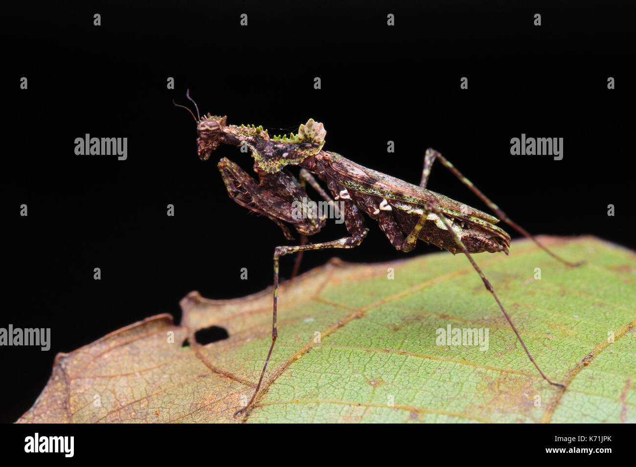 Moss Mantis High Resolution Stock Photography and Images - Alamy