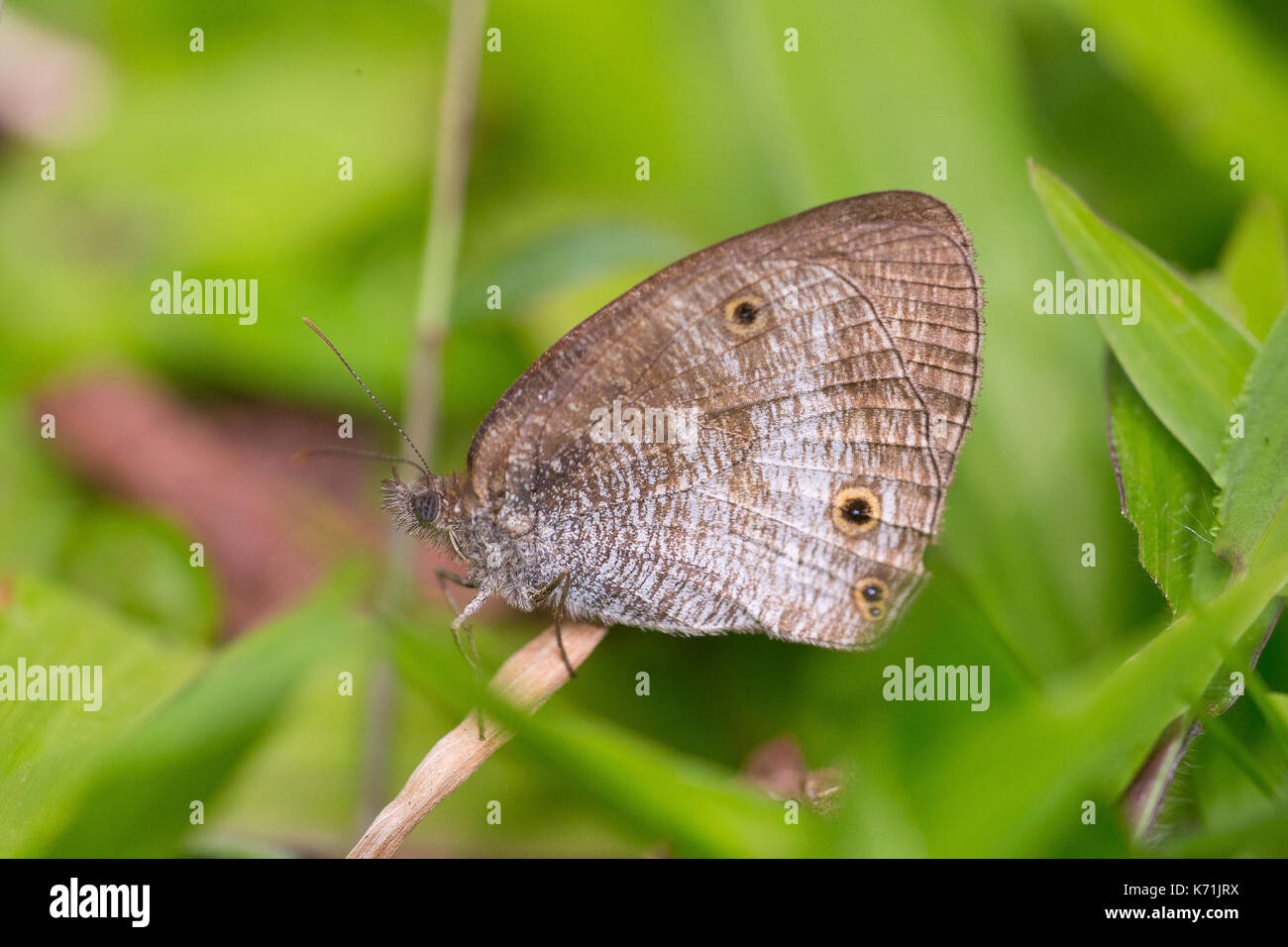 Common Three Ring (Ypthima pandocus Stock Photo - Alamy