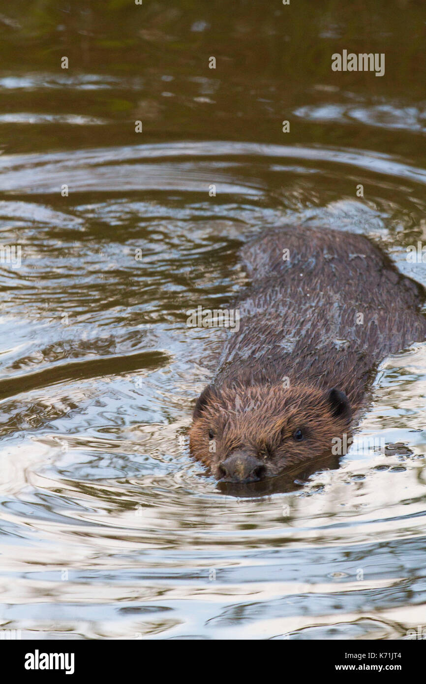 European Beaver ( Castor fiber ) swimming in wetland , , in captive ...