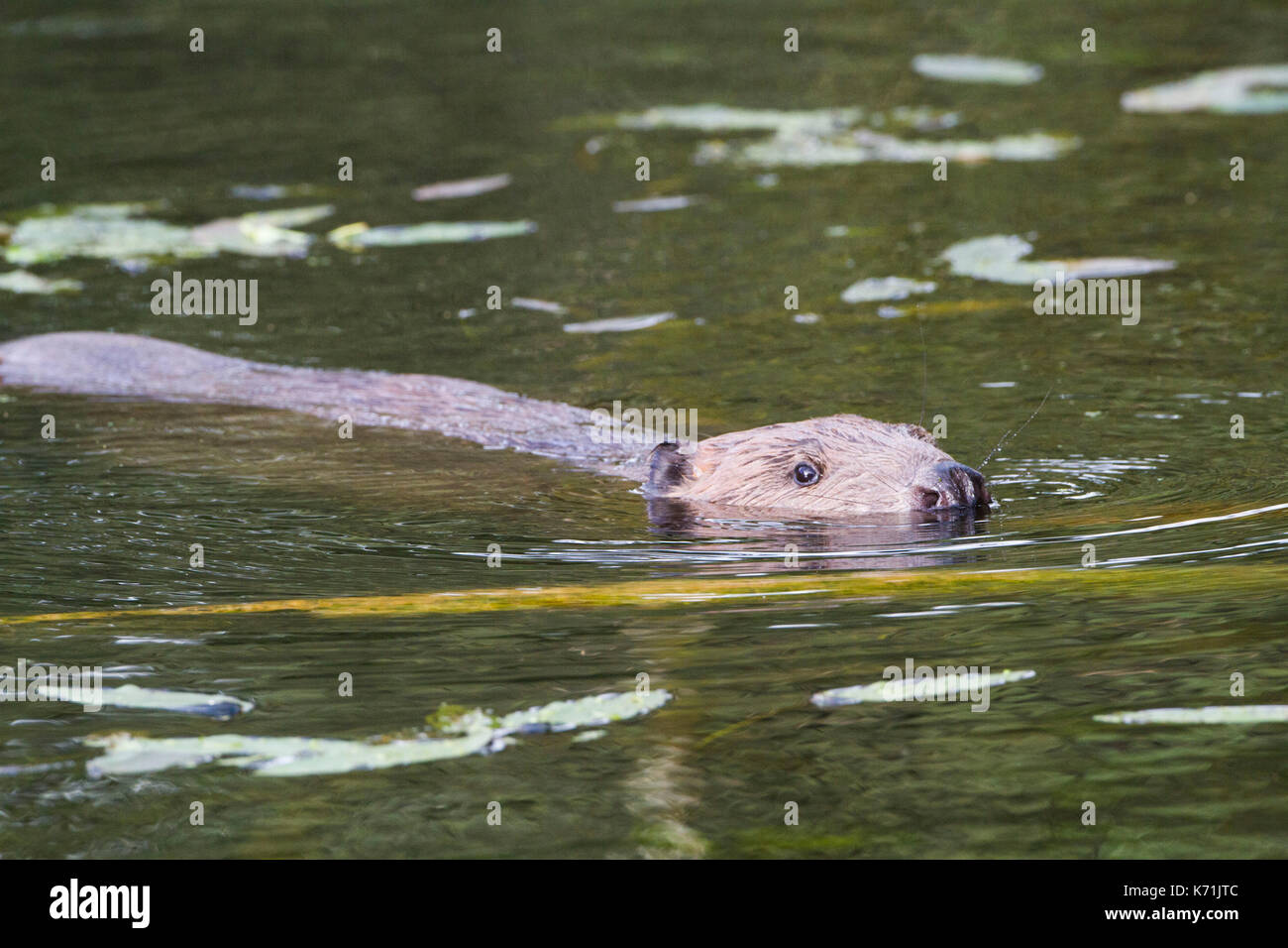 European Beaver (Castor fiber) in wetland ,part of captive population ...