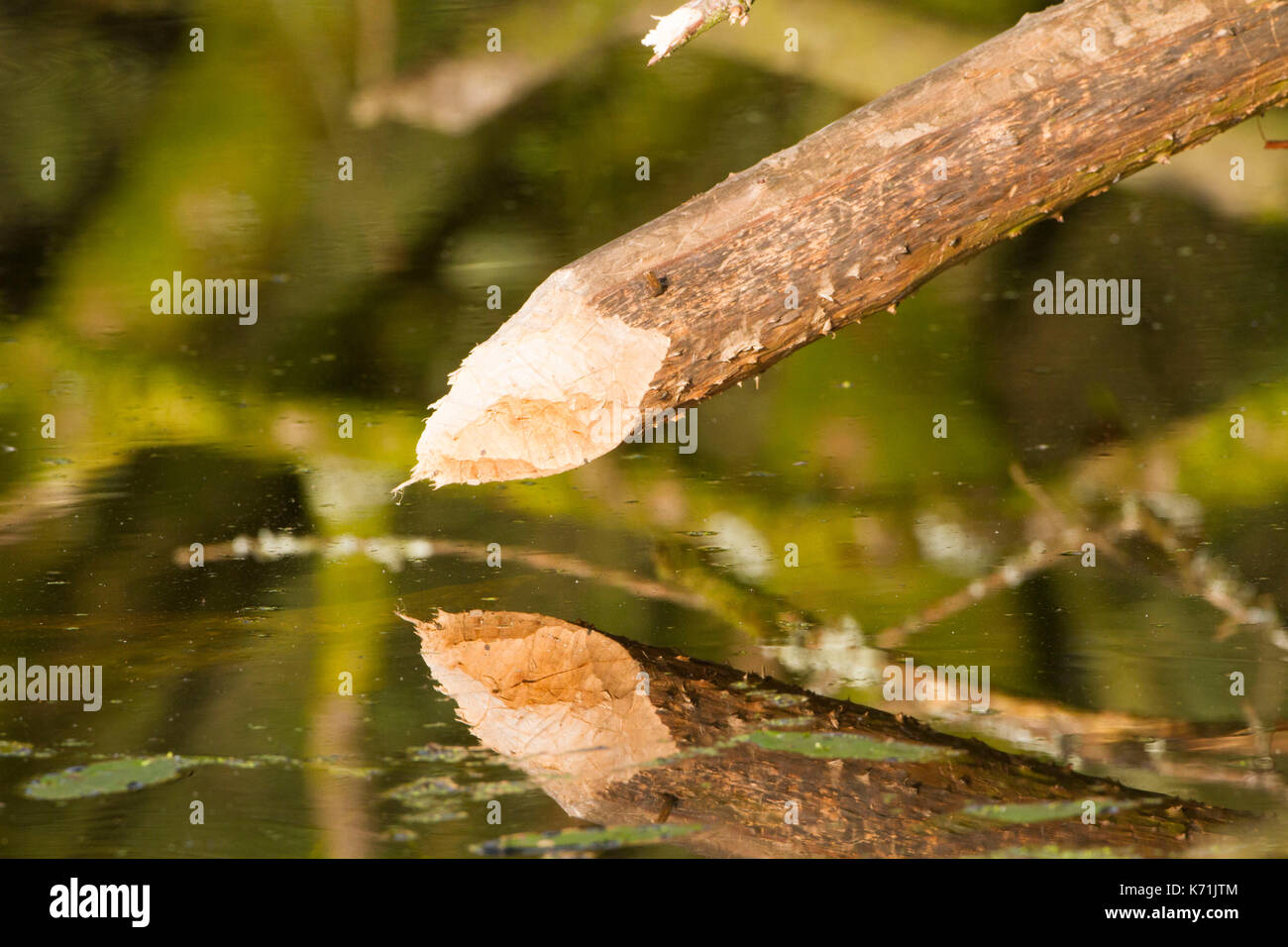 Trees shaped by the presence of Beavers (Castor fiber) , falling into ...