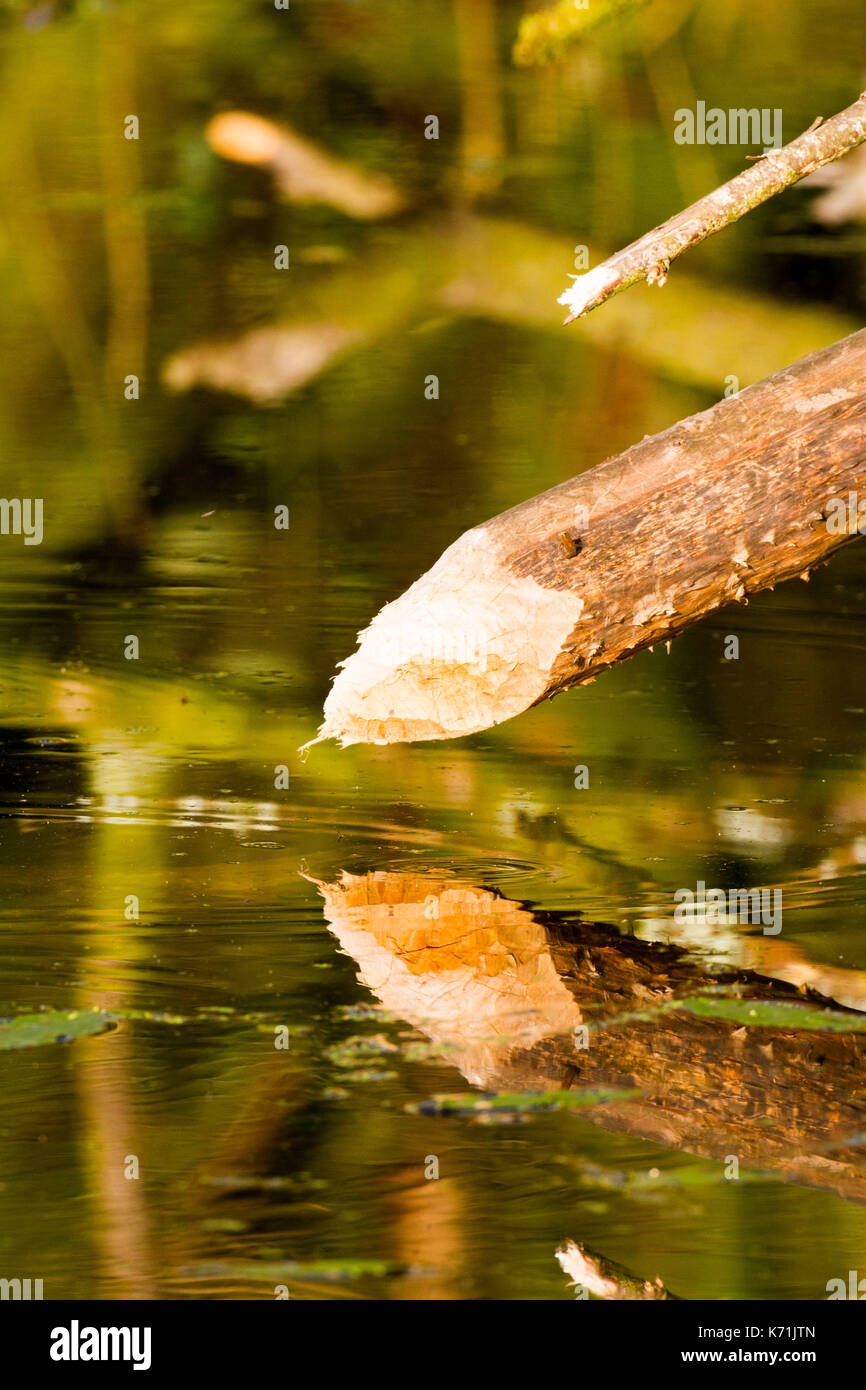 End of Alder Tree branch 'sharpened 'by European Beaver (Castor fiber ...