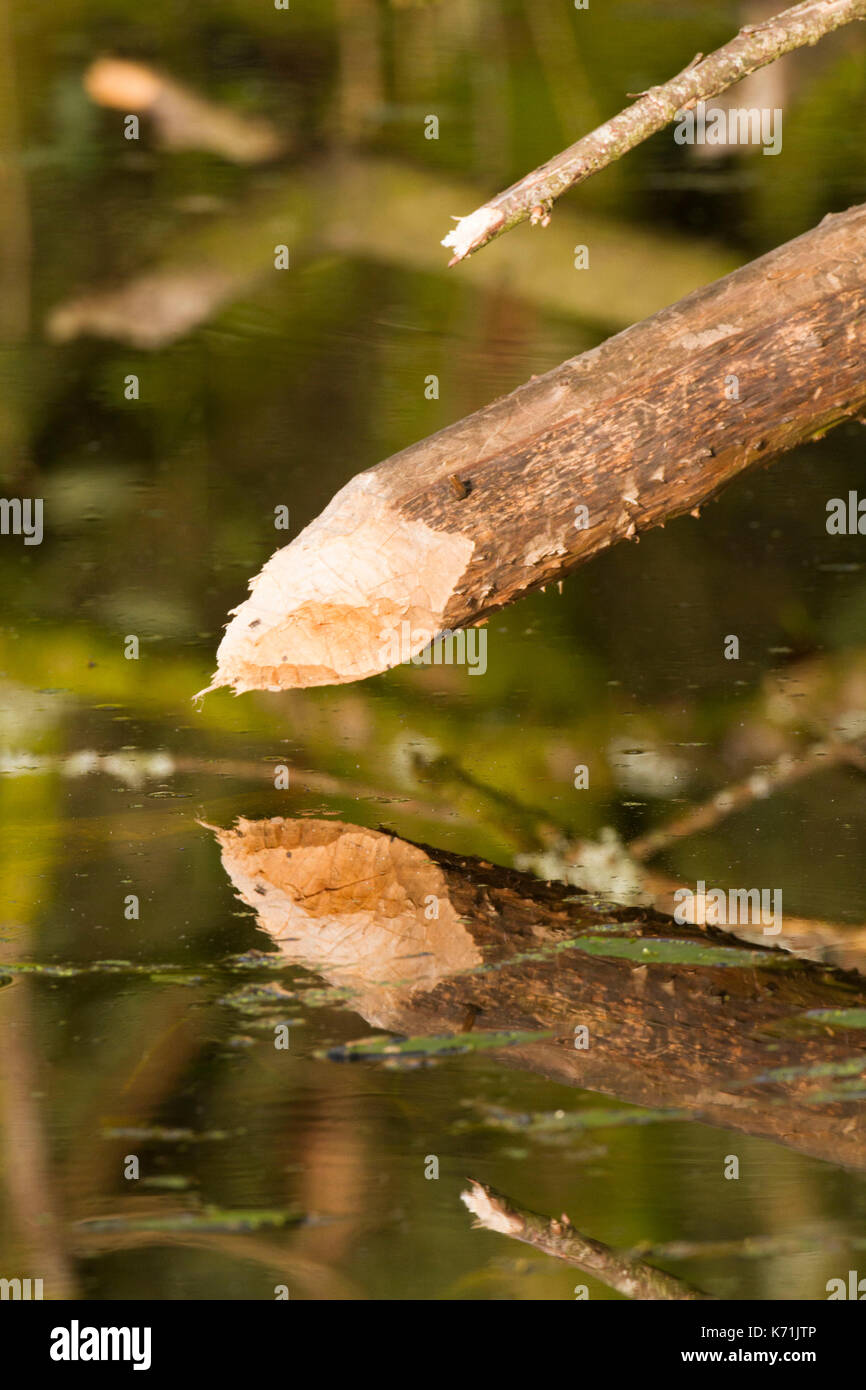 Trees shaped by the presence of Beavers (Castor fiber) , falling into ...