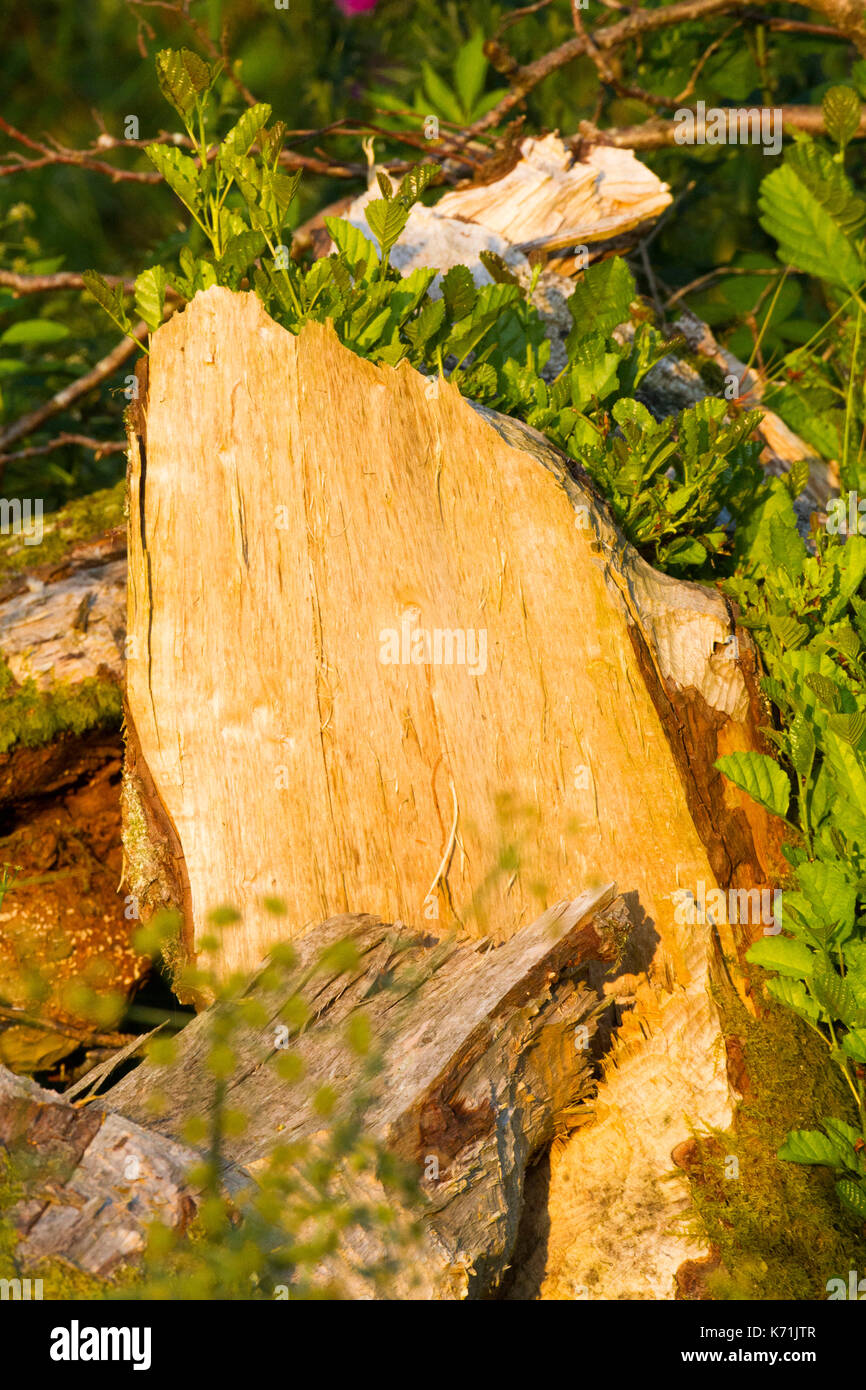 Effect of beavers in starting the rewilding process hi-res stock ...