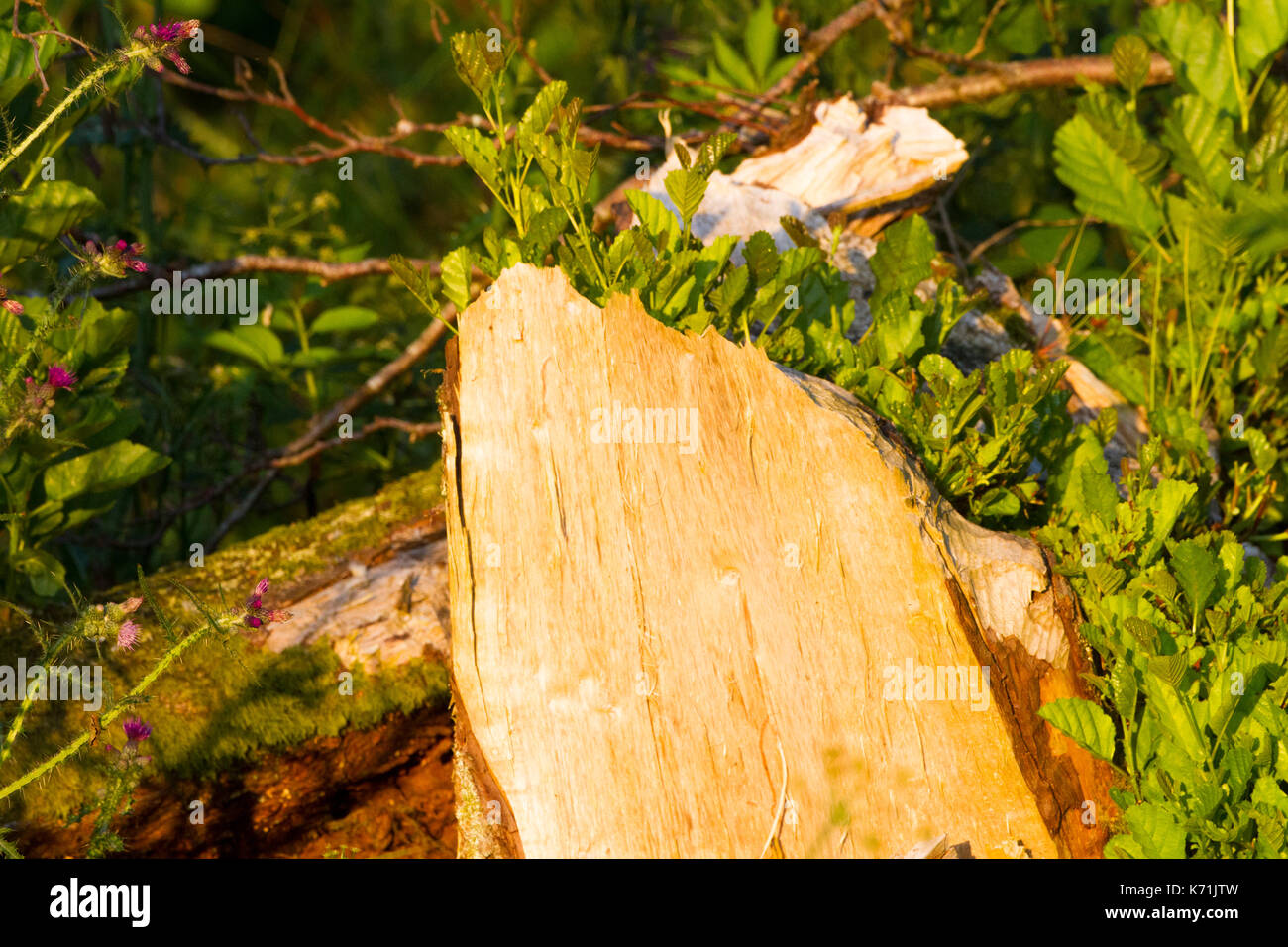 Rewilding process hi-res stock photography and images - Alamy