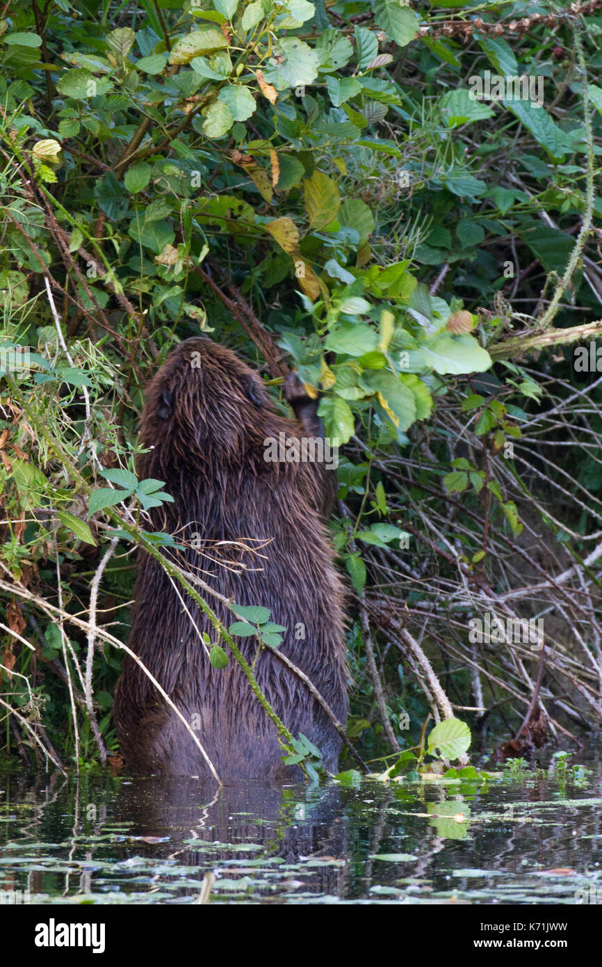 European Beaver (Castor fiber) eating Alder by using its tail as a ...