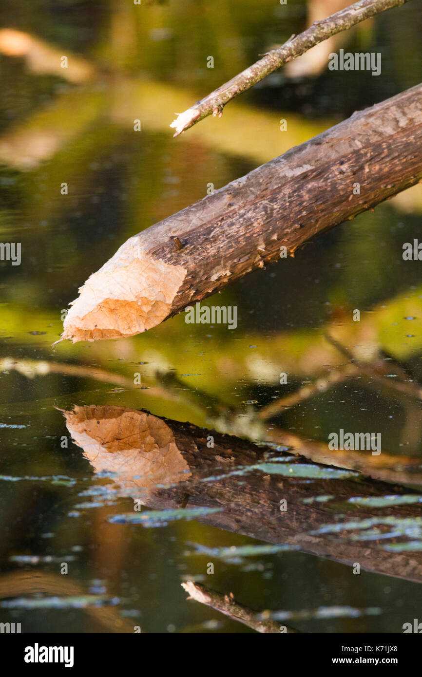 Trees shaped by the presence of Beavers (Castor fiber) , falling into ...
