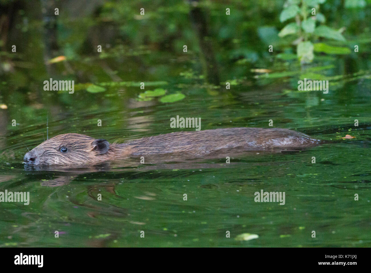 European beavers and young hi-res stock photography and images - Alamy