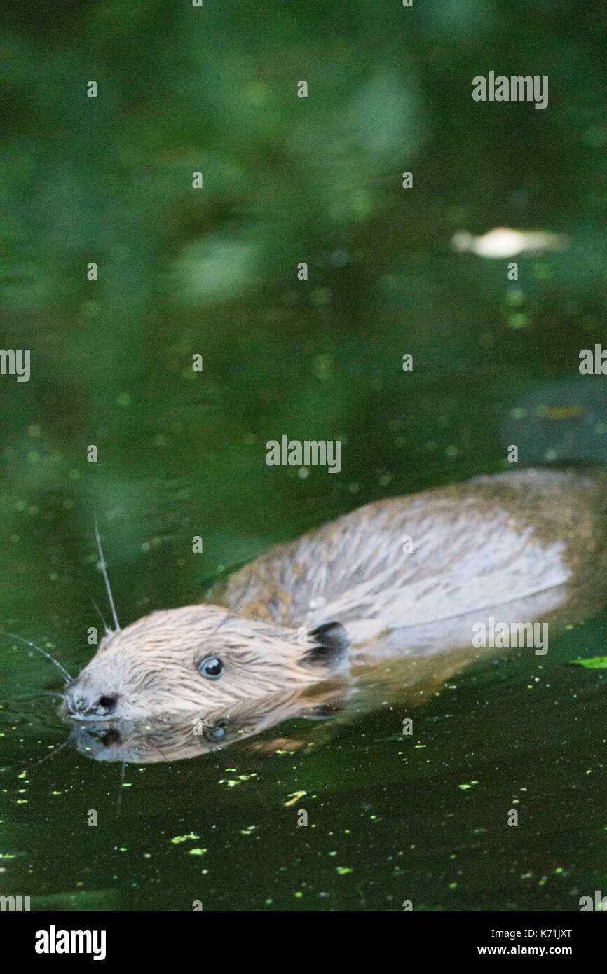 European Beaver (Castor fiber) , animal capable of changing its own ...