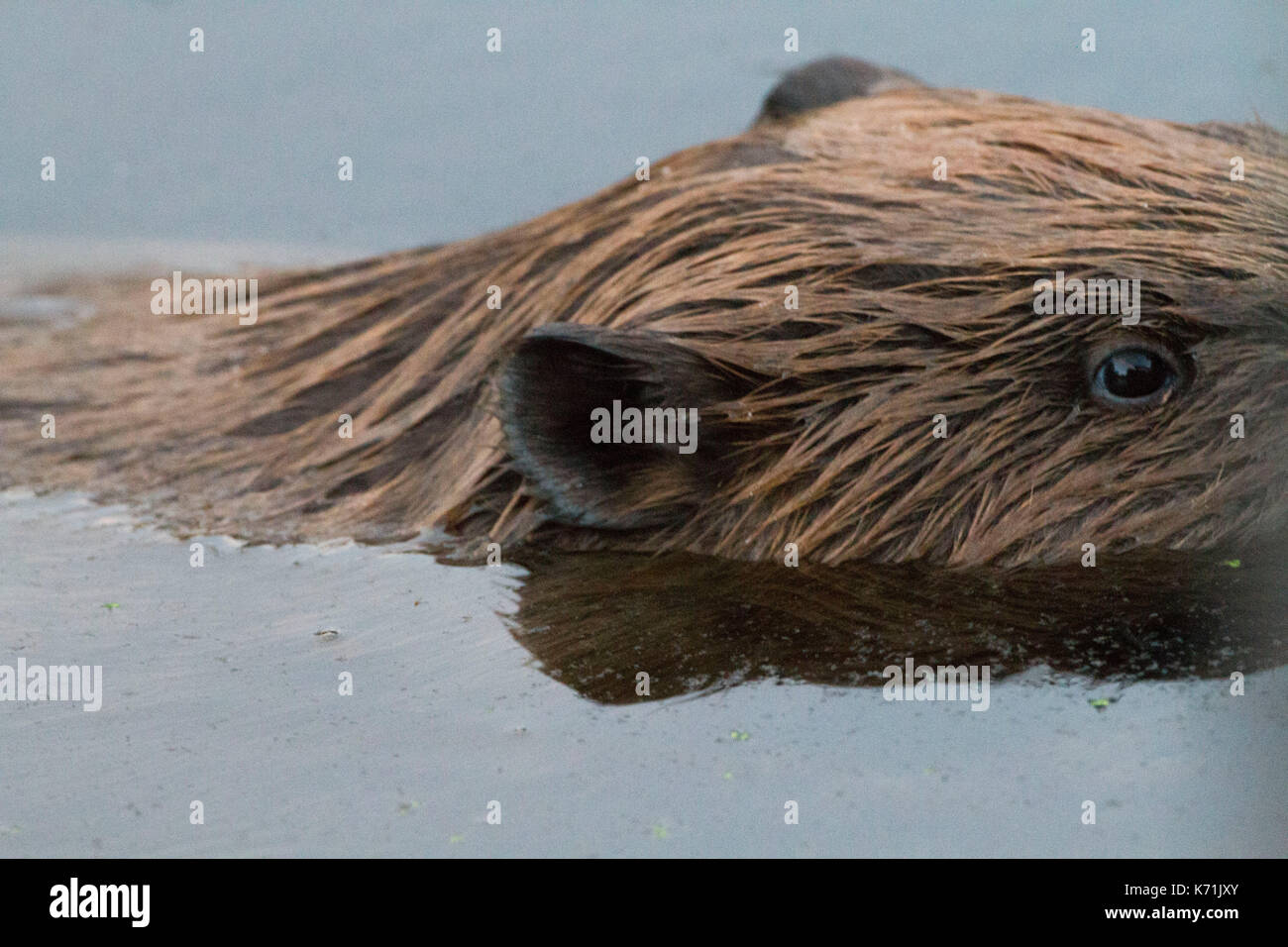 Welsh part bred hi-res stock photography and images - Alamy