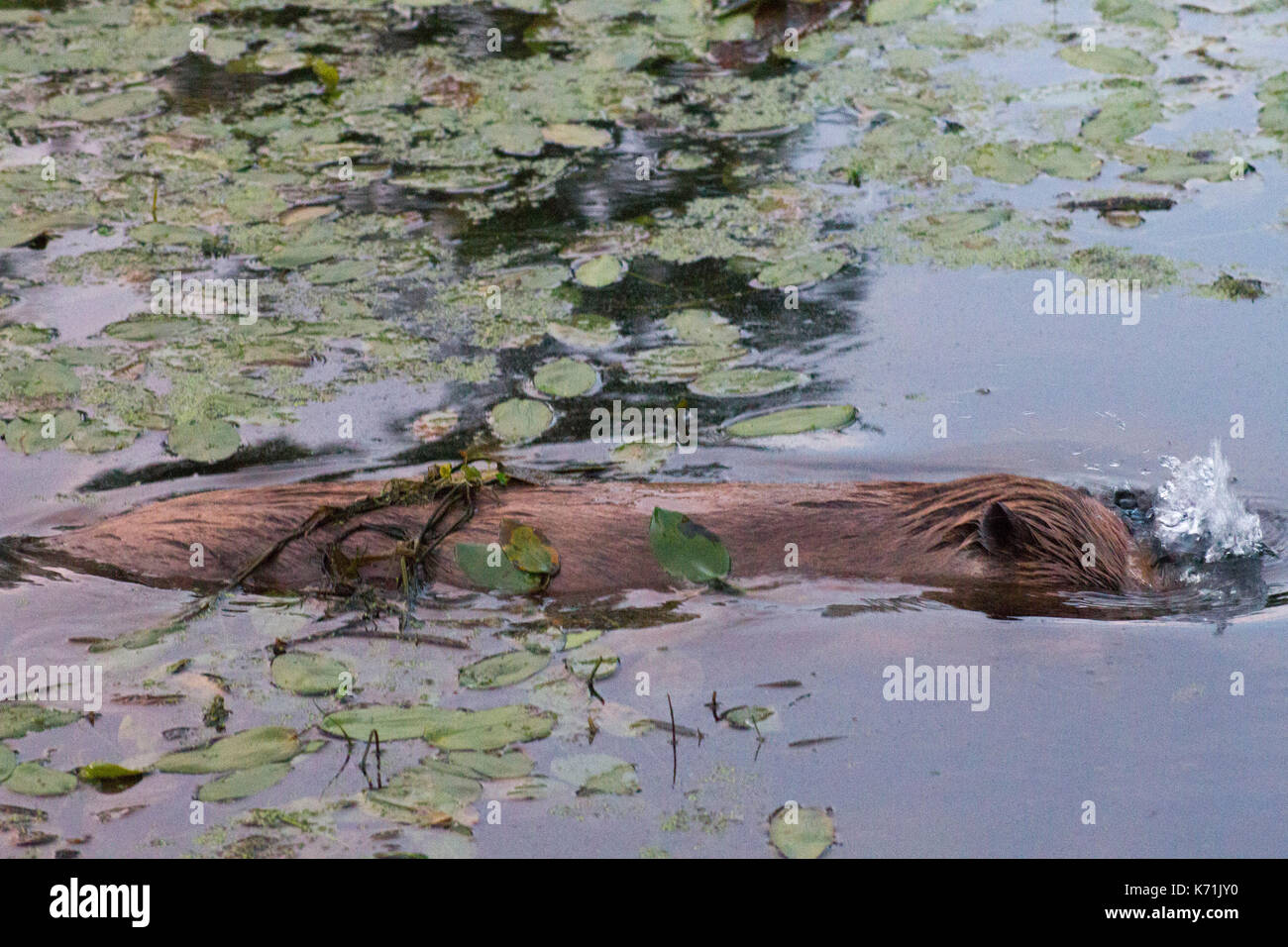 European Beaver (Castor fiber) diving under the water ,part of captive ...