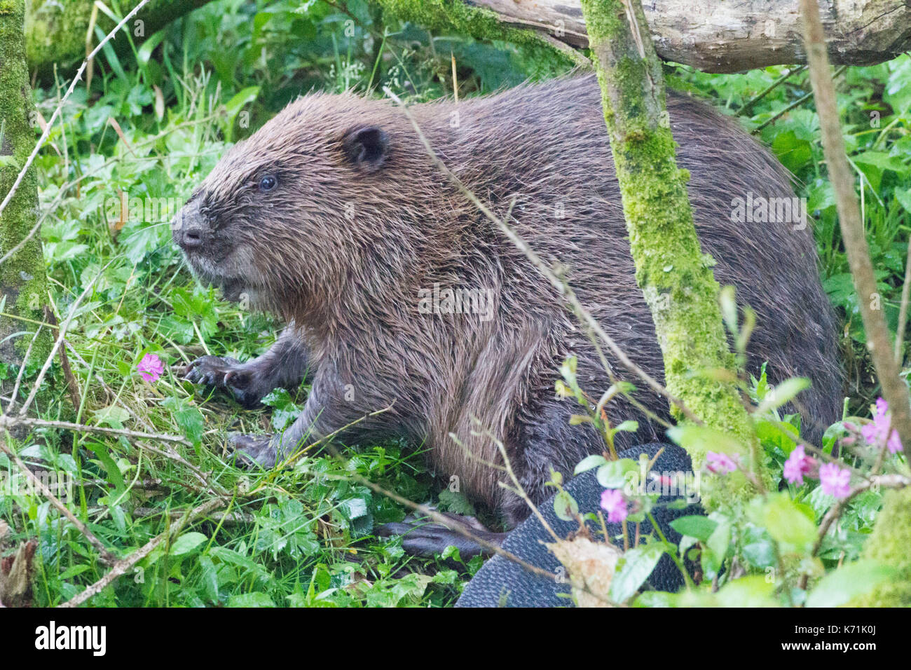 Wetland rewilding hi-res stock photography and images - Alamy