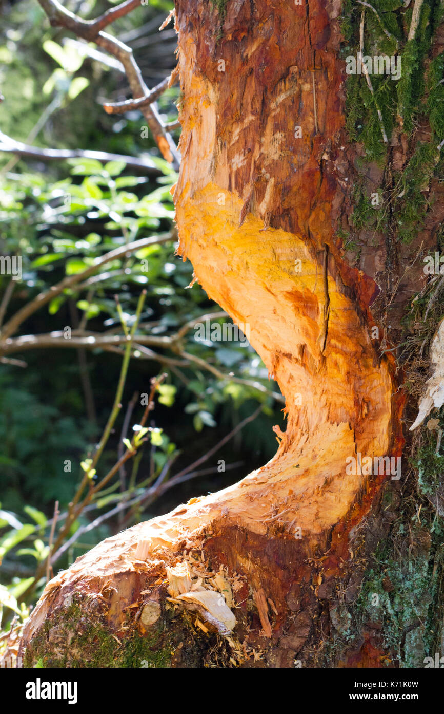 Alder Tree (Alnus glutinosa ) eaten at its base by Beaver ( Castor ...