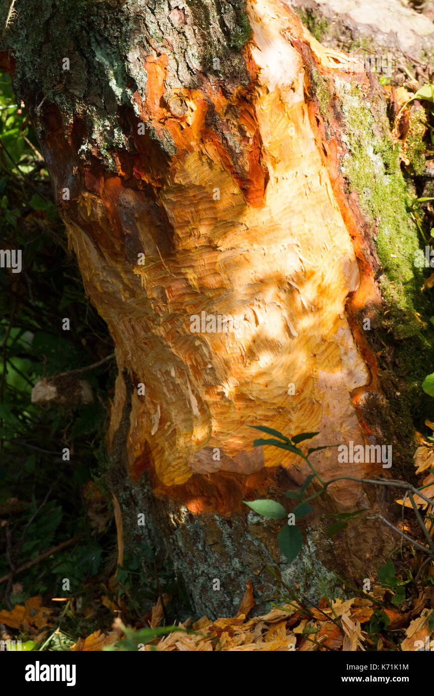 Alder Tree (Alnus glutinosa ) eaten at its base by Beaver ( Castor ...